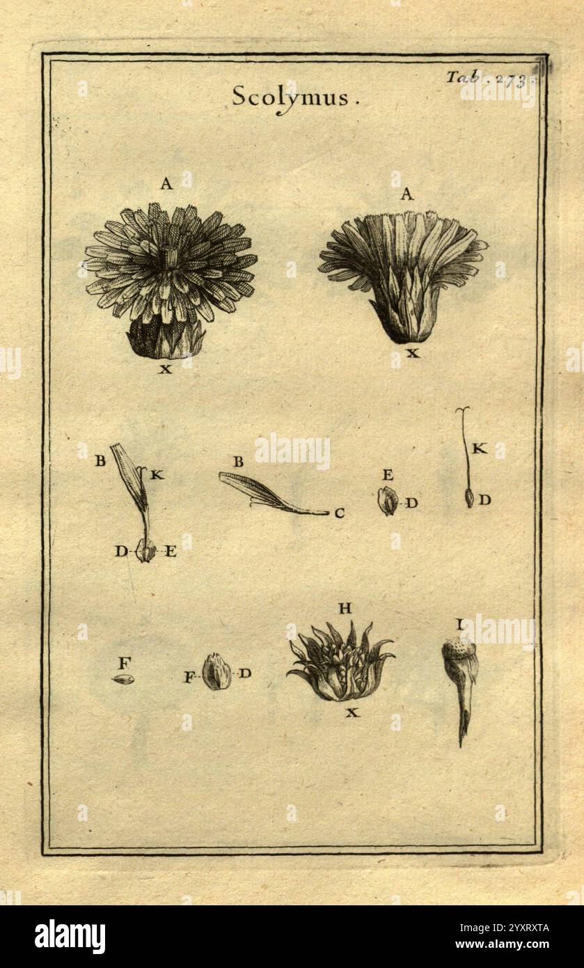Botanical drawings labeled hi-res stock photography and images - Alamy