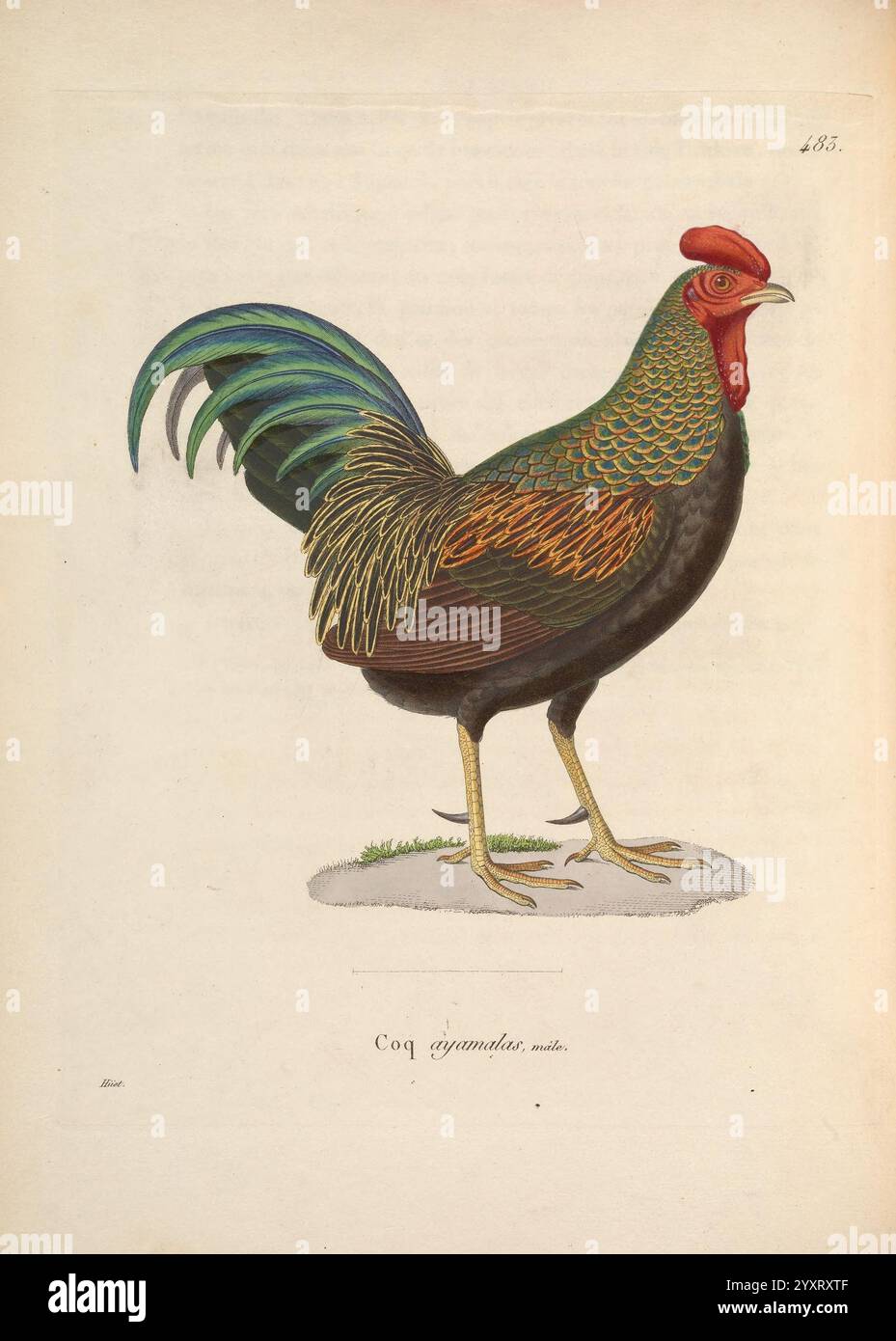 Prominent avian figure hi-res stock photography and images - Alamy