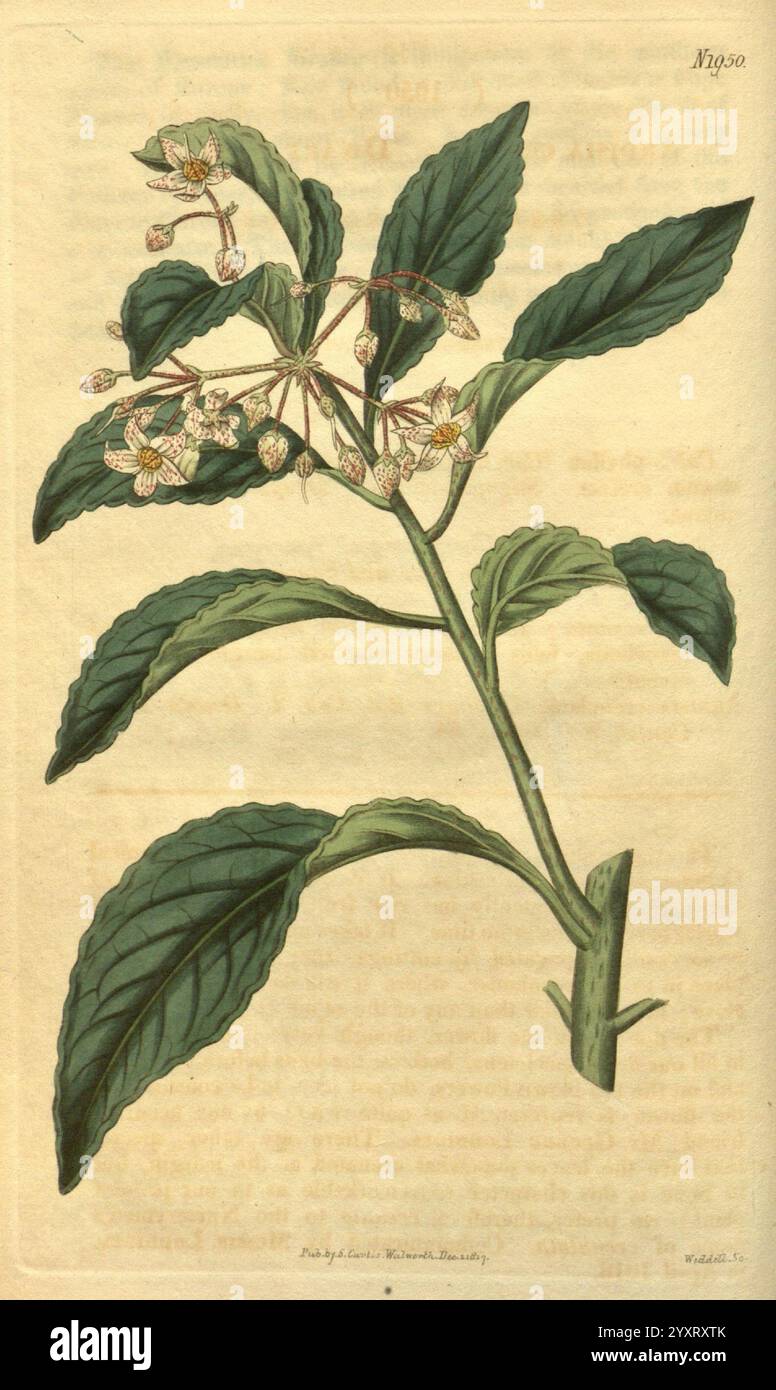 Curtis's Botanical Magazine London New York etc. botanical illustration ...