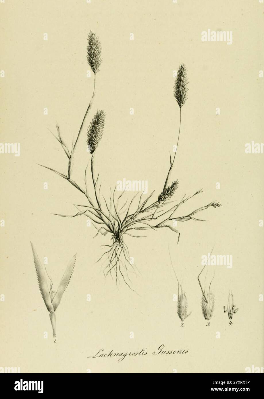 Species Graminum, Petropoli, Impensis Academiae Imperialis Scientiarum ...