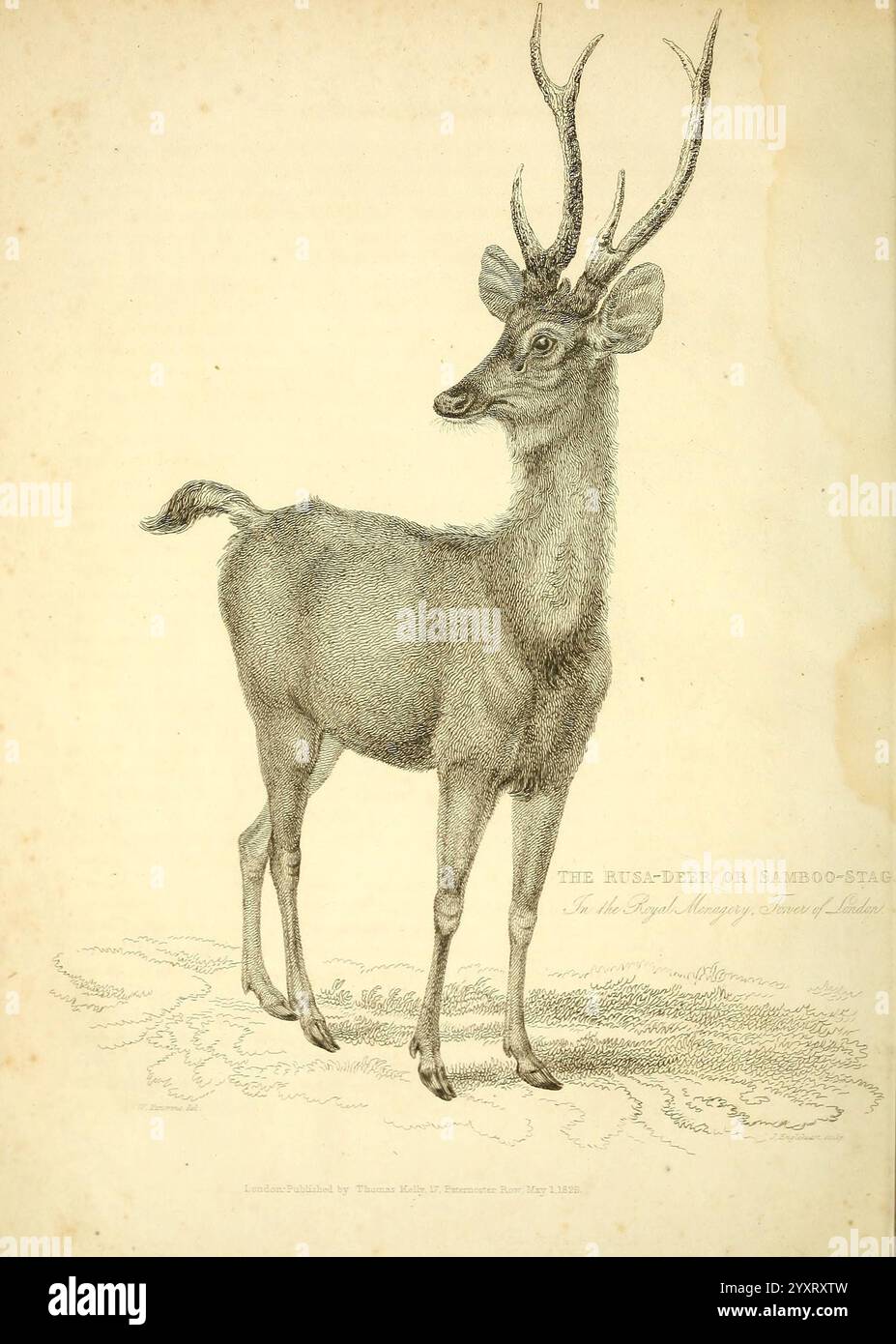 Multiple tines hi-res stock photography and images - Alamy