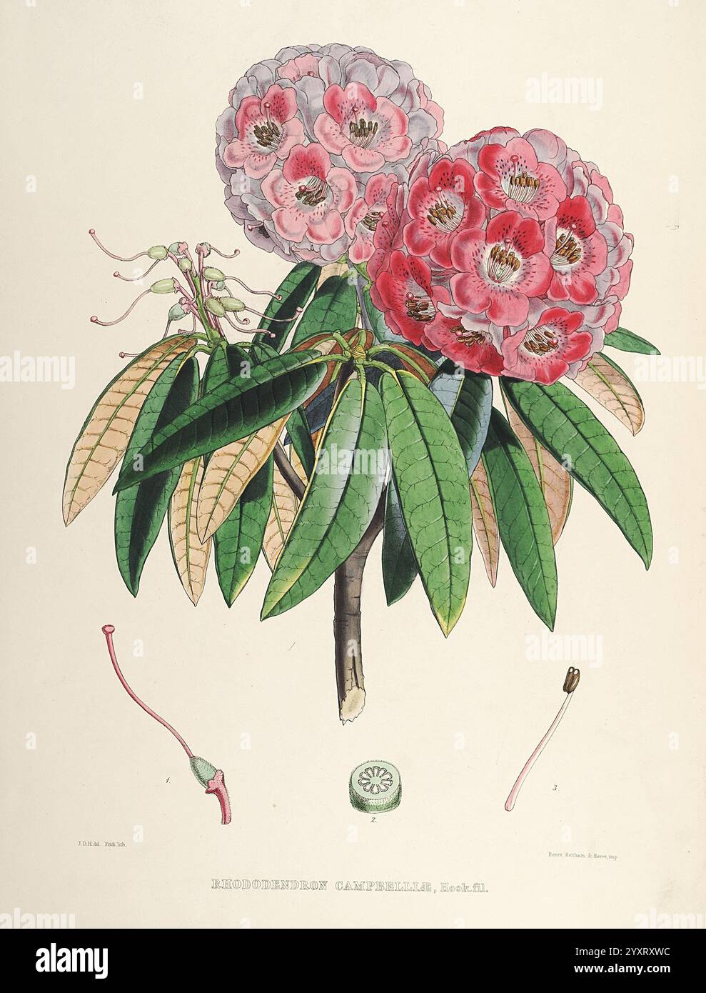 Beautifully illustrated depiction of rhododendron arboreum hi-res stock ...