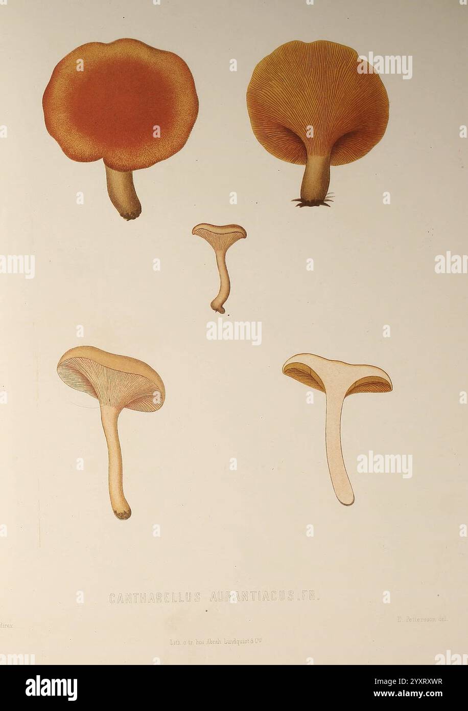 Gently undulating edges hi-res stock photography and images - Alamy