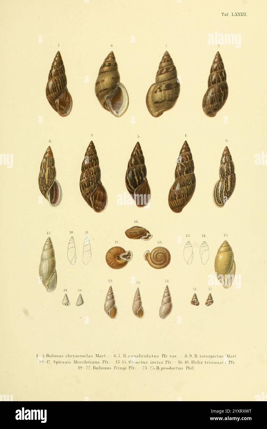 Specimen exhibits distinct shapes hi-res stock photography and images ...