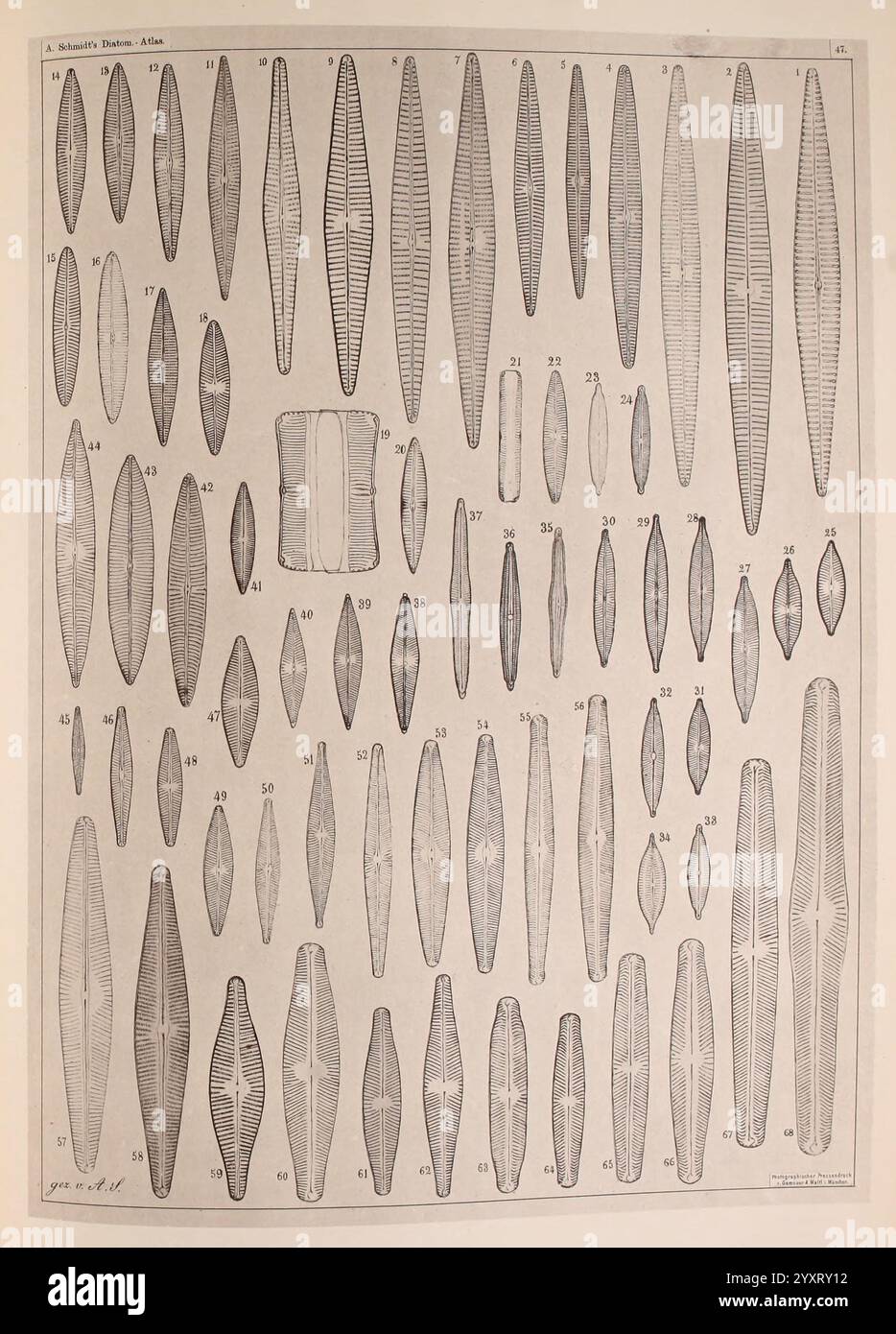 Emphasizing subtle differences hi-res stock photography and images - Alamy