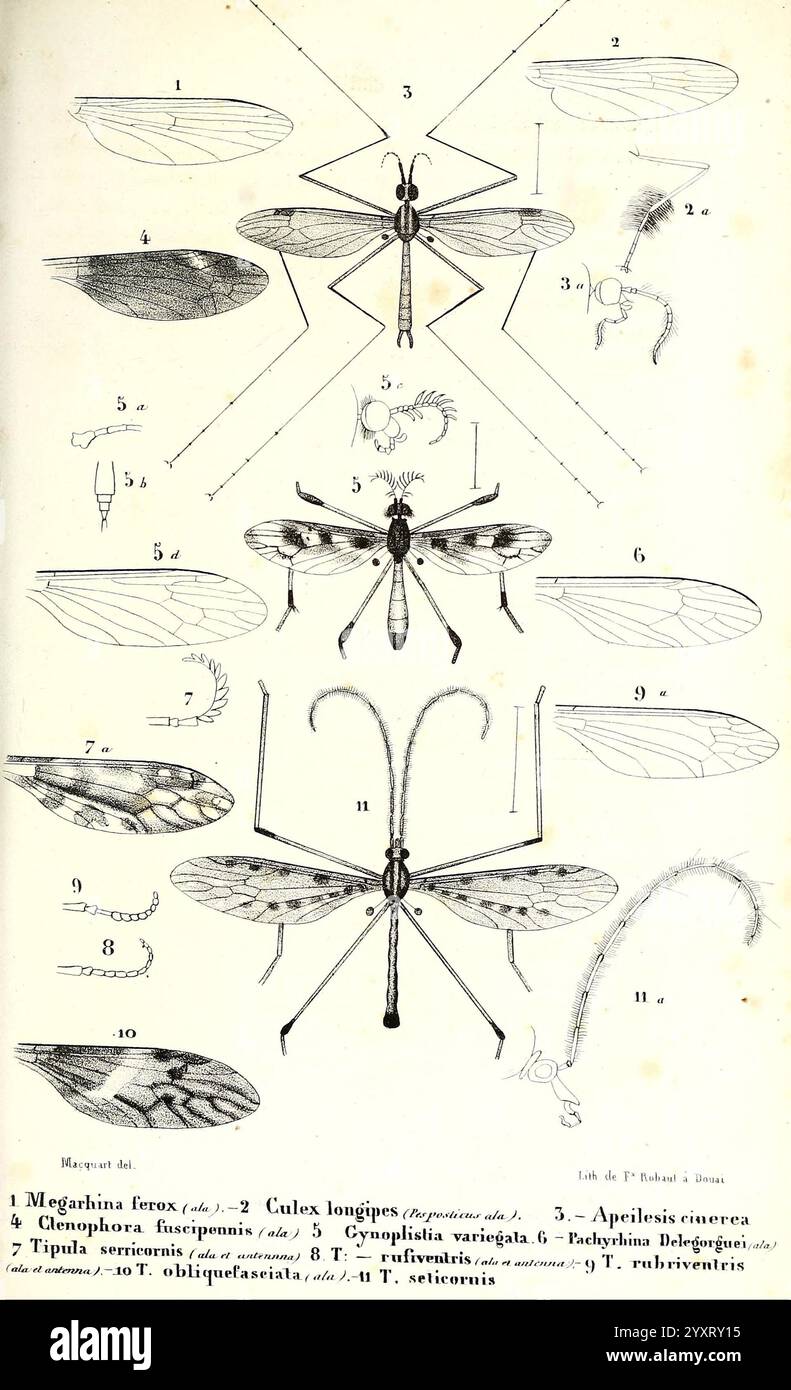 Diptères exotiques nouveaux ou peu connus Paris Roret 1838-1843 Diptera ...