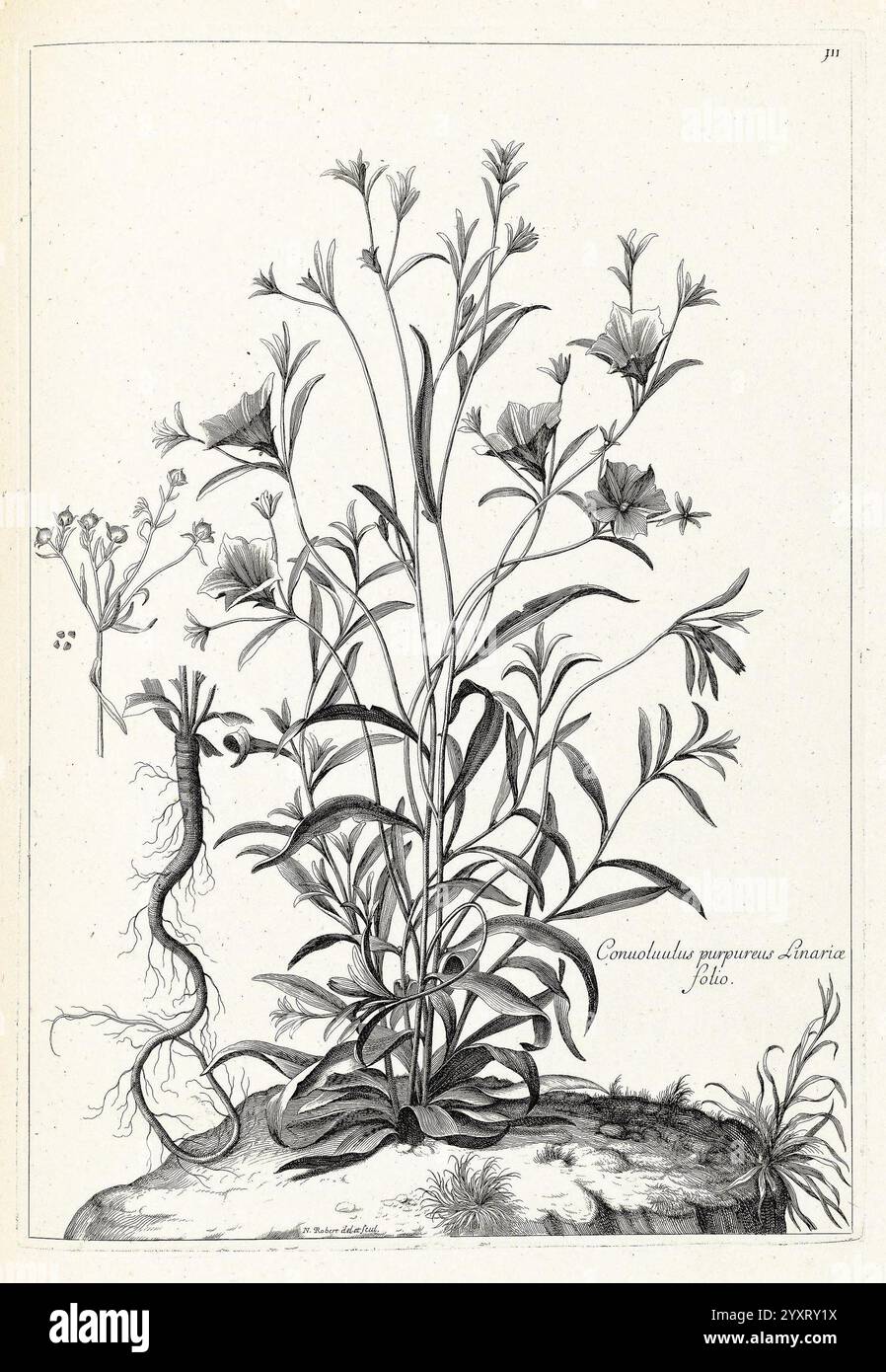 Prominent plant features slender hi-res stock photography and images ...