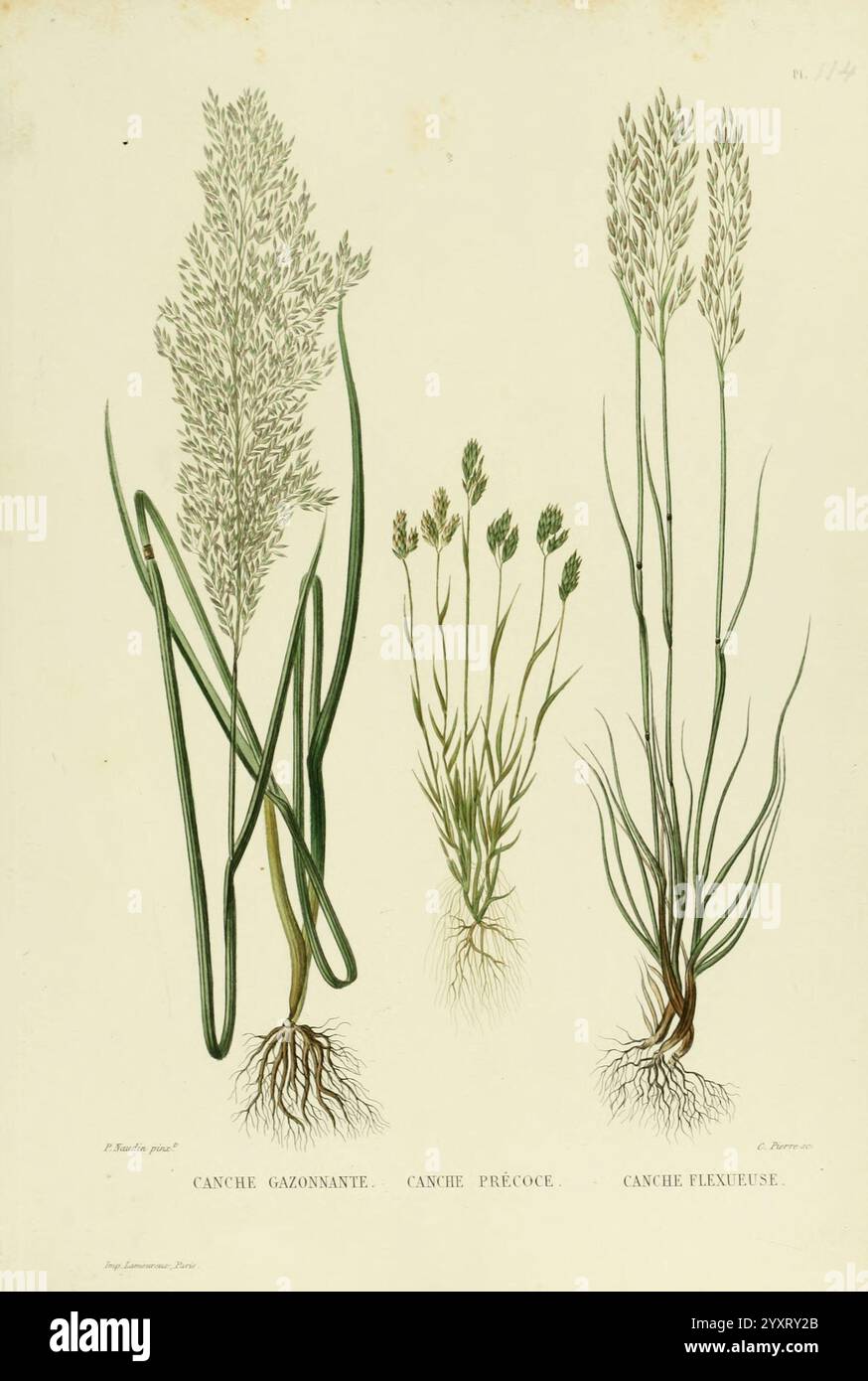 Leftmost grass hi-res stock photography and images - Alamy