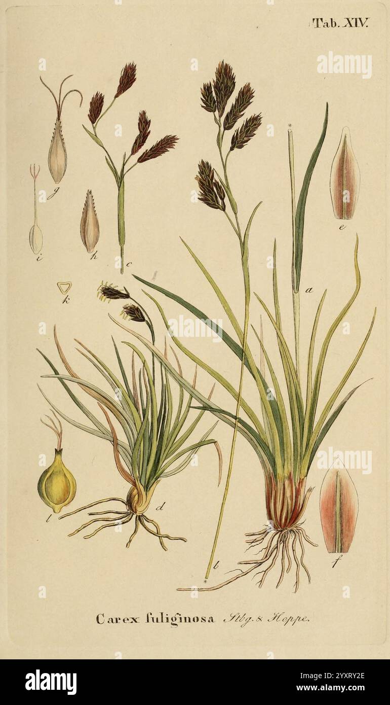 Basal root system hi-res stock photography and images - Alamy