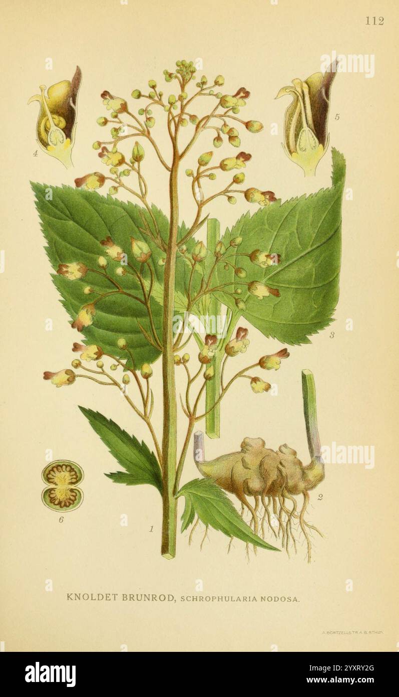 Billeder af nordens flora. v.1, København, G.E.C. Gad's forlag, 1917 ...