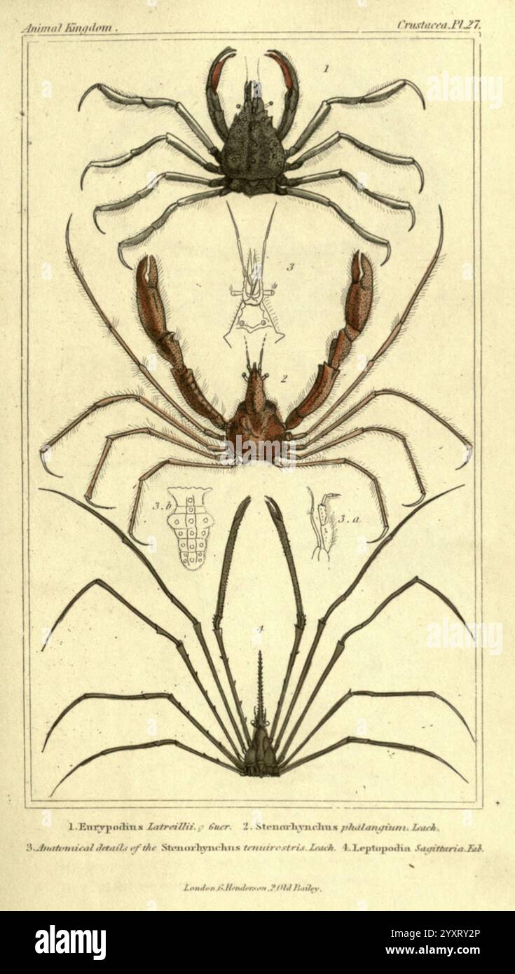 Various marine arthropods hi-res stock photography and images - Alamy