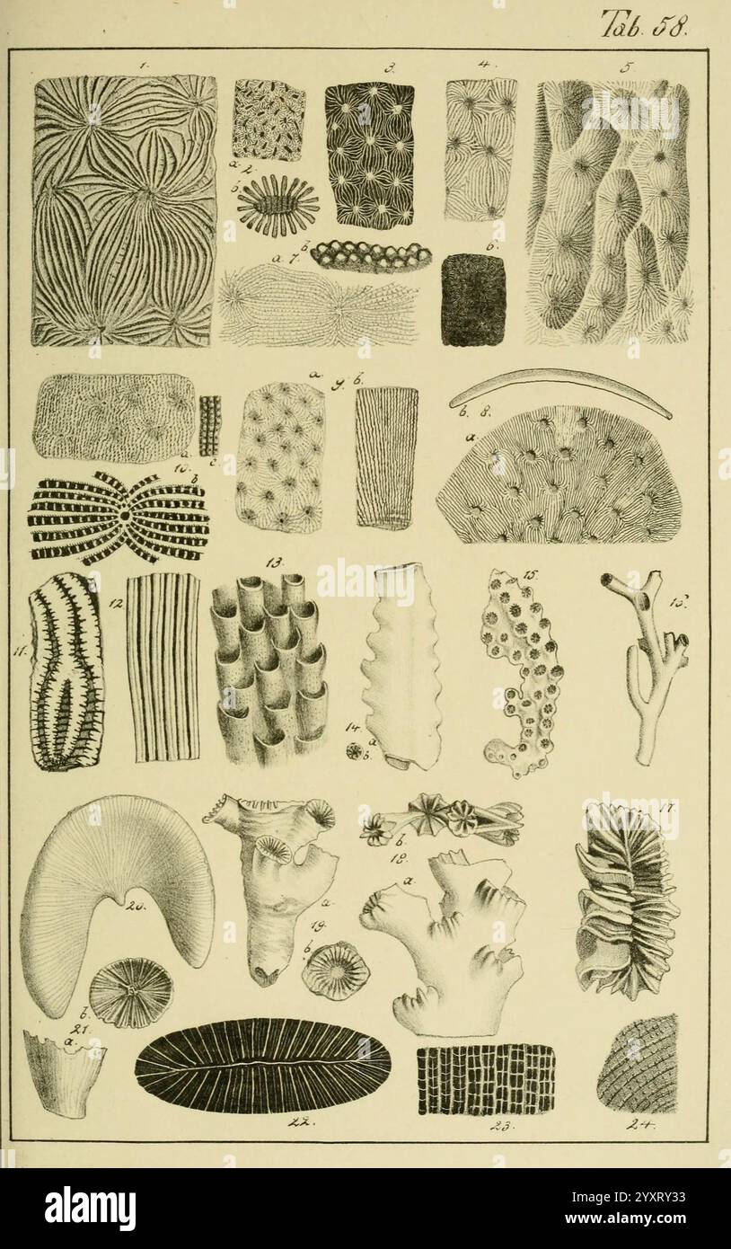 Represent microscopic organisms hi-res stock photography and images - Alamy