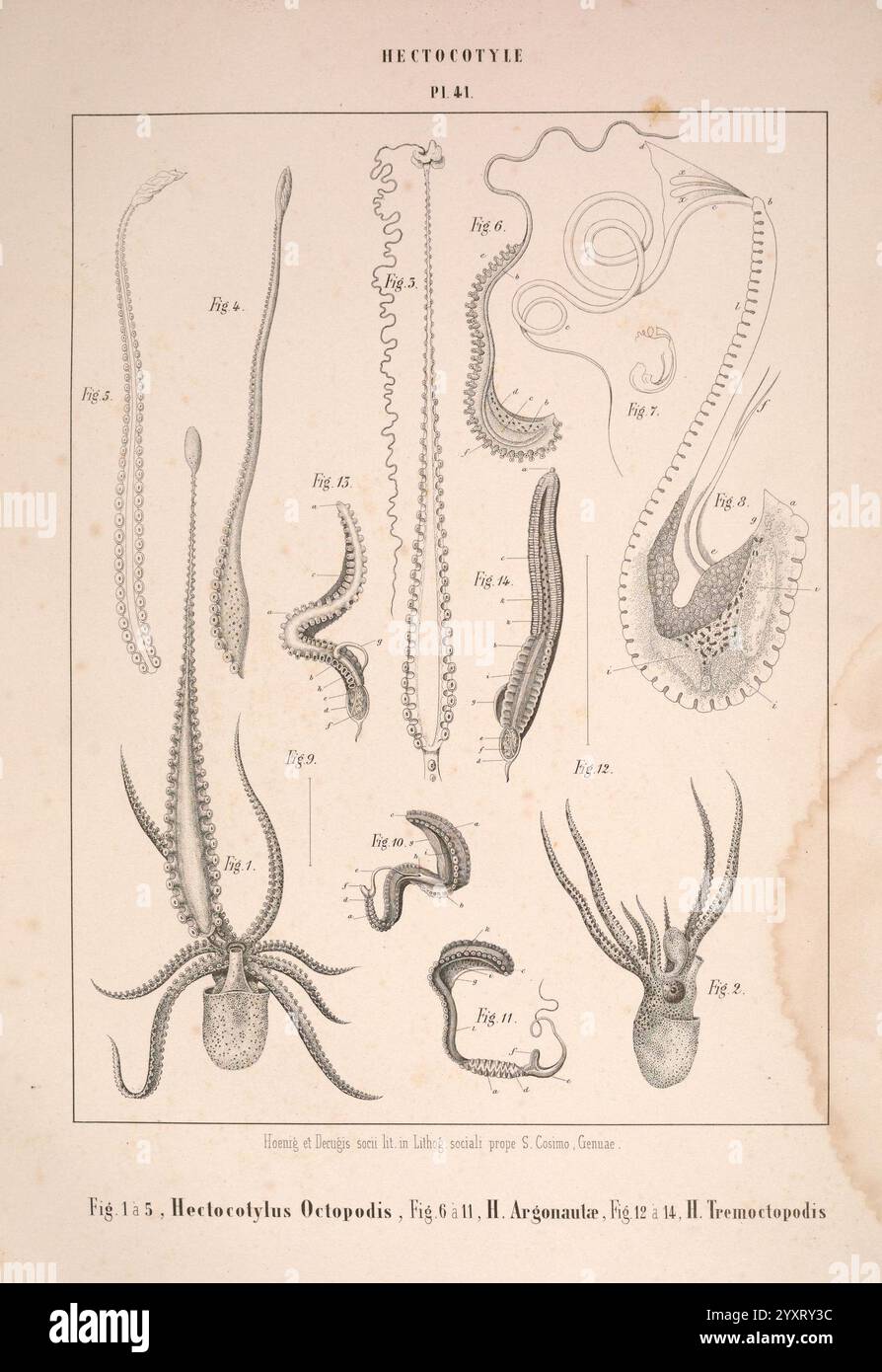 Mollusques Méditerranéens Ge Acnes Impr des sourds-muets 1851 ...