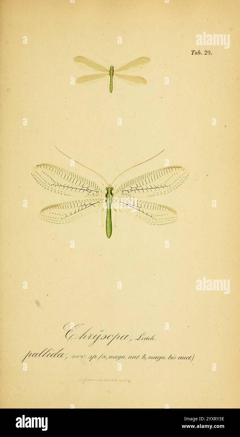 Smaller dragonfly mirrors hi-res stock photography and images - Alamy