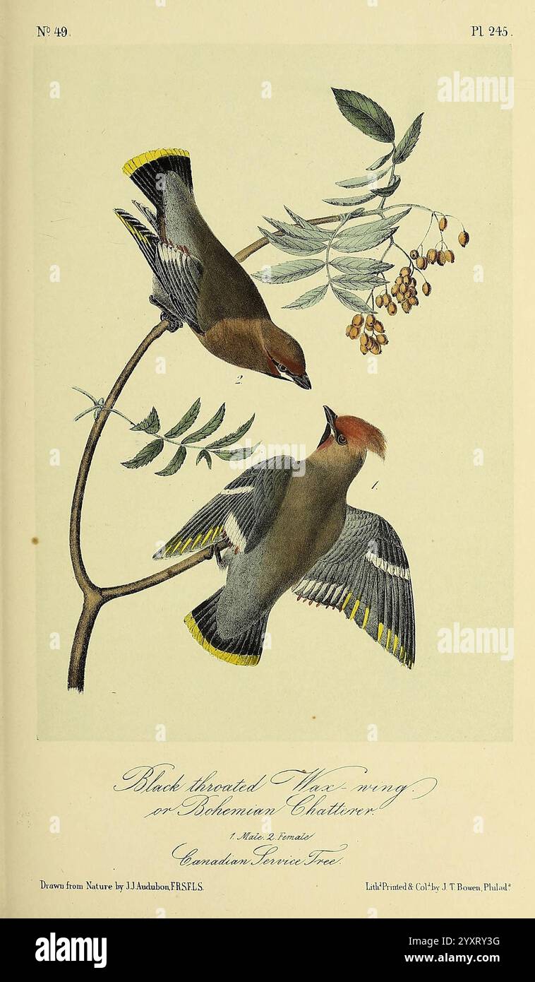 Scene depicts two birds hi-res stock photography and images - Alamy