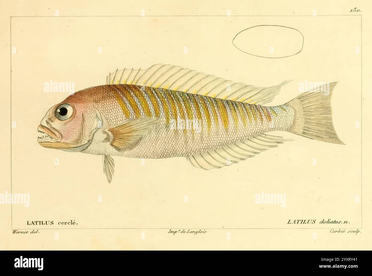 Subtle iridescent shades hi-res stock photography and images - Alamy