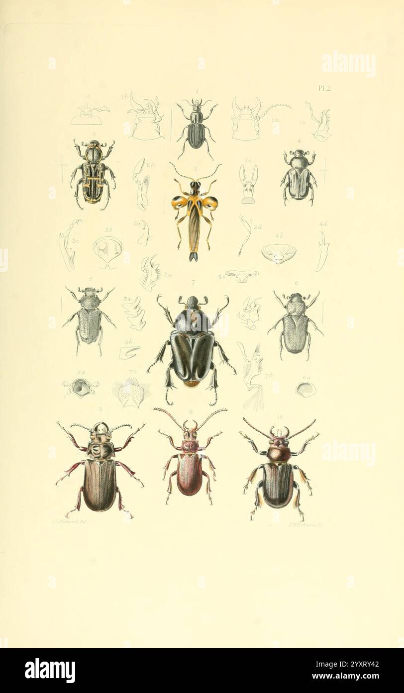 Meticulous drawings of smaller beetles hi-res stock photography and ...