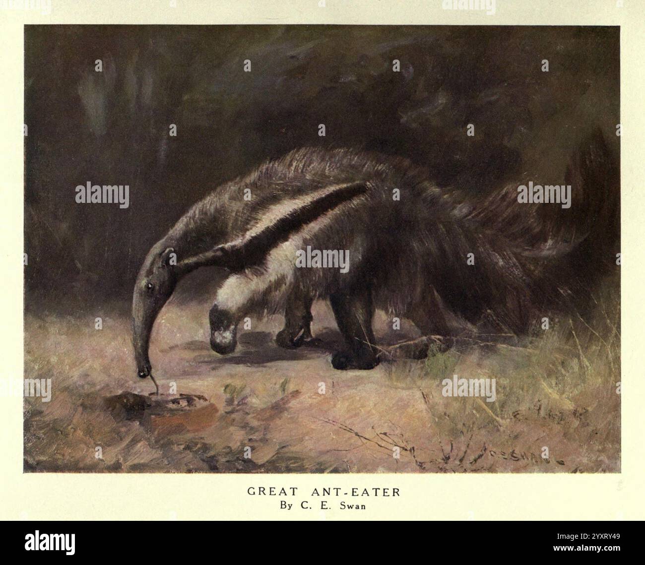 The wild beasts of the world, London, [1909?], anteater, zoology ...