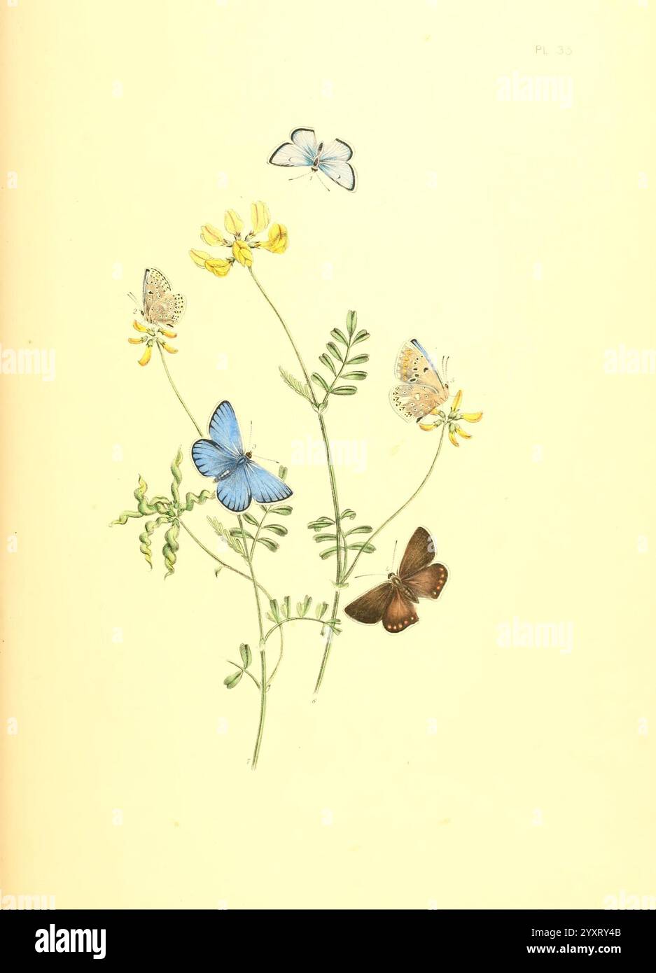 Composition features several butterflies hi-res stock photography and ...