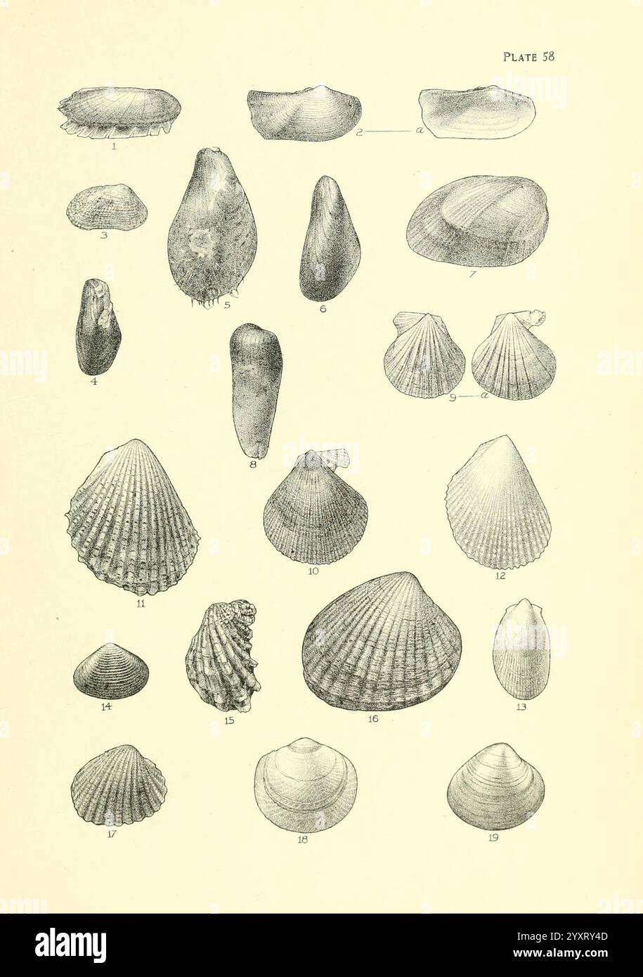 Modiolaria impacta hi-res stock photography and images - Alamy