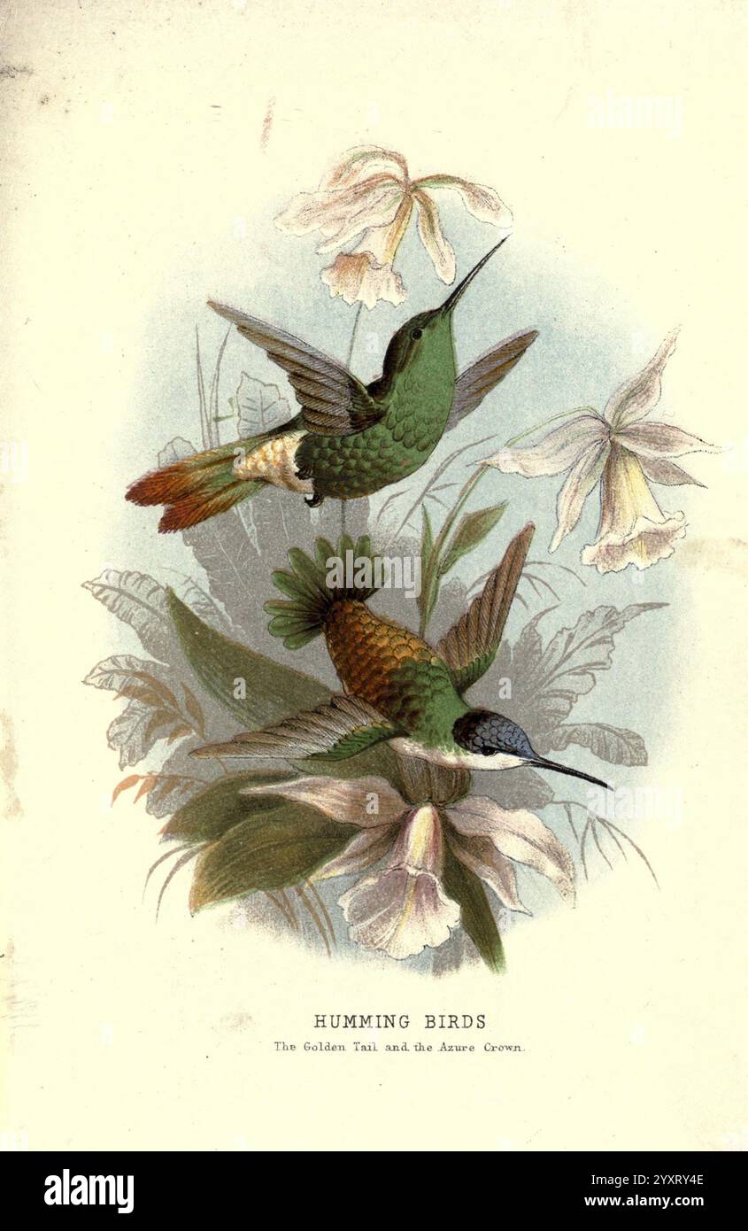 Nelson 1872 birds hi-res stock photography and images - Alamy