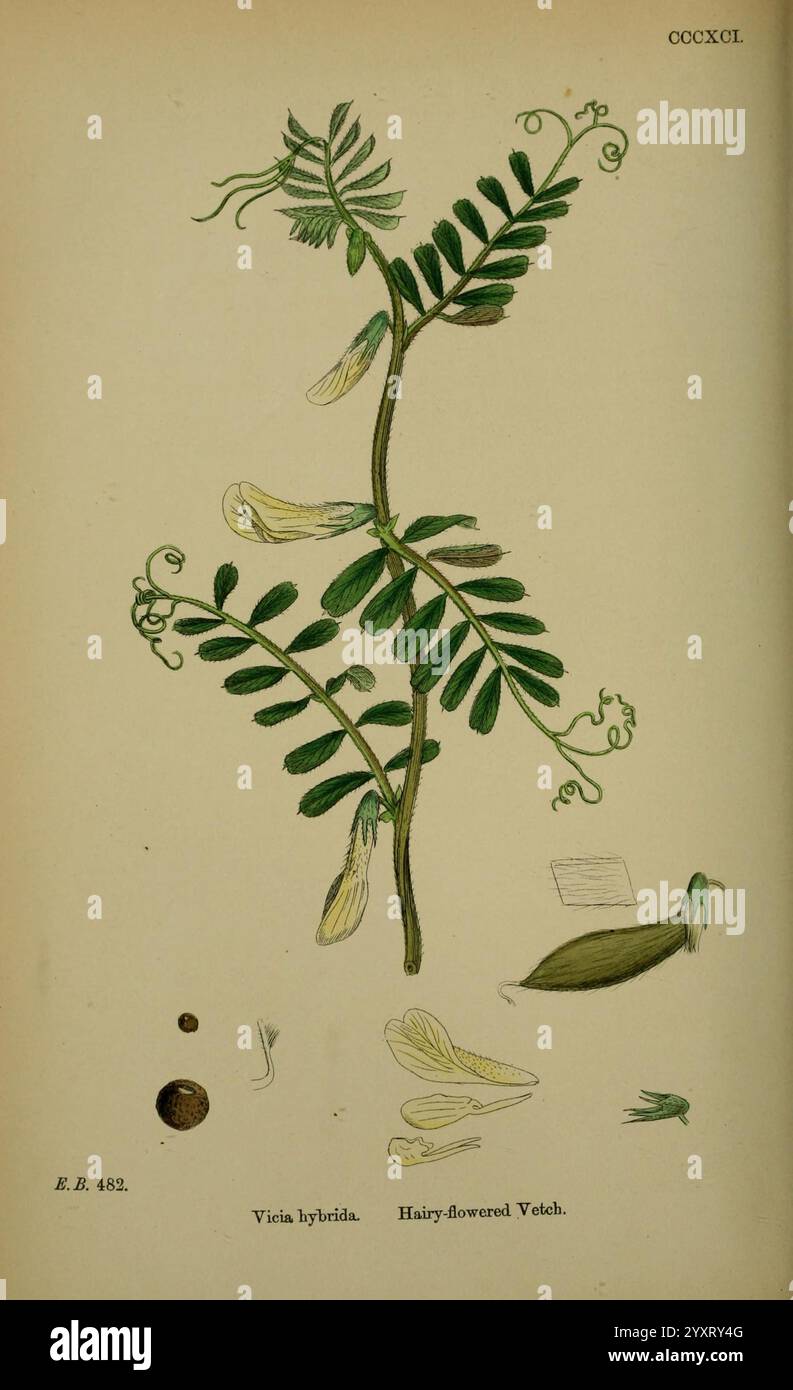 Plants intricate stem structure hi-res stock photography and images - Alamy