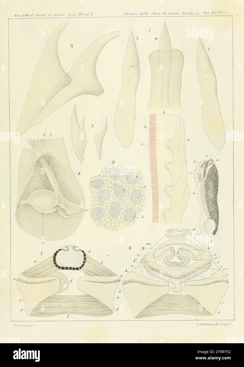 Understanding biological forms hi-res stock photography and images - Alamy