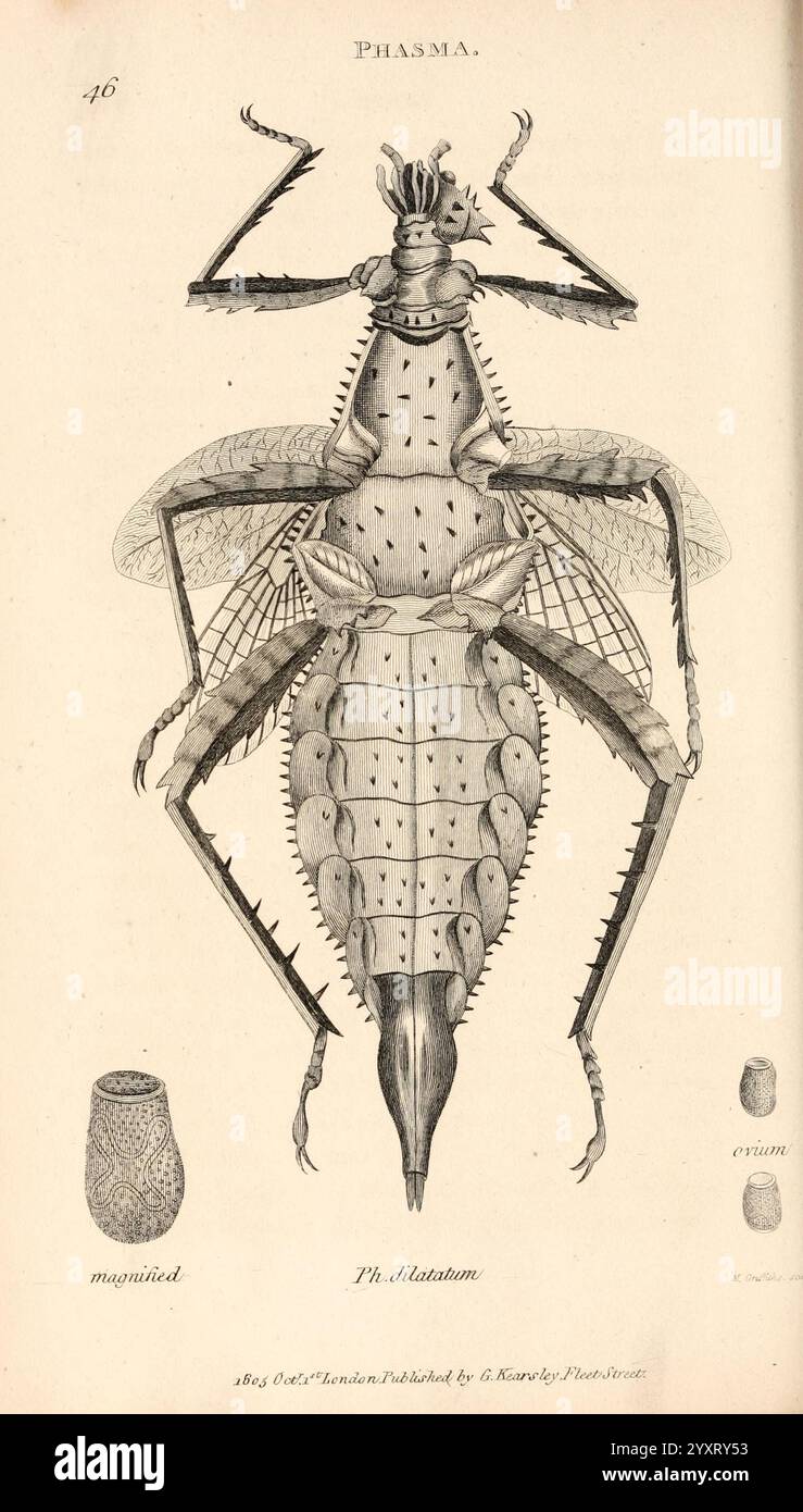 Characteristic limb structures hi-res stock photography and images - Alamy