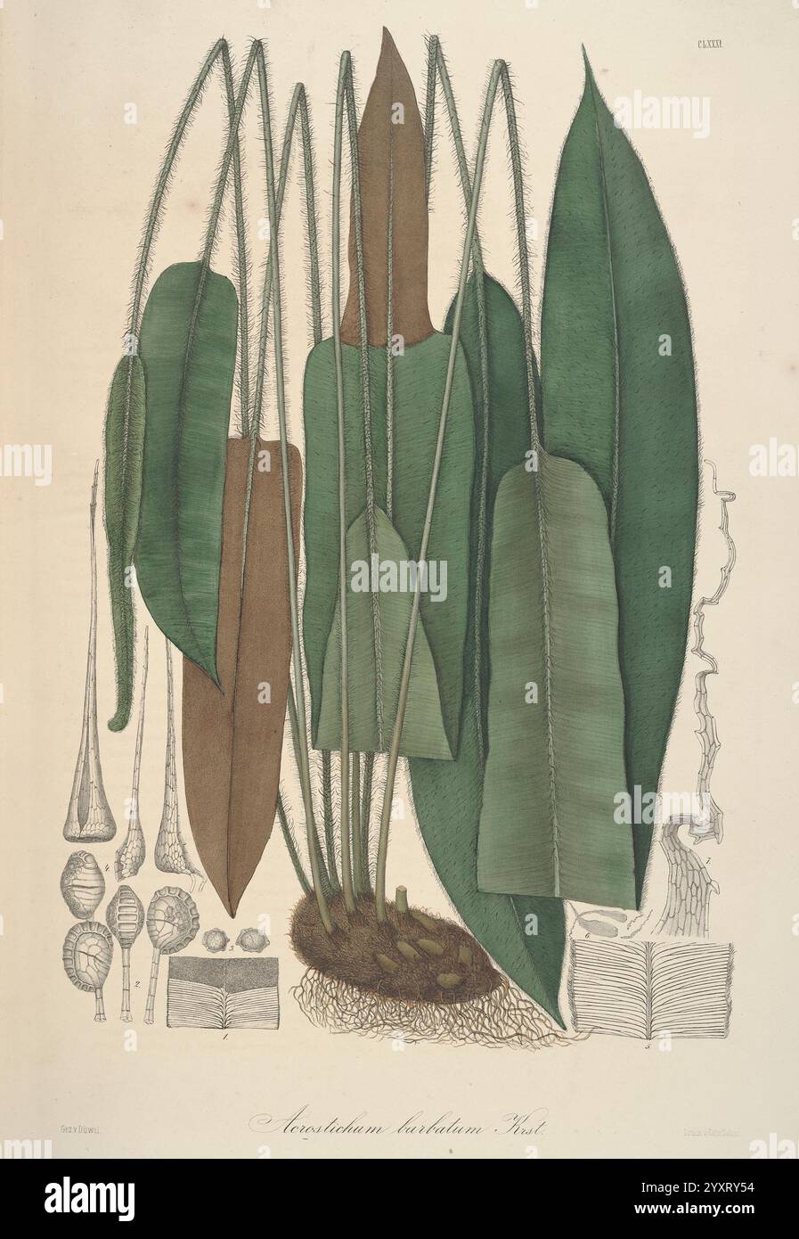 Florae Columbiae, Berolini, Apud Ferdinandi Duemmleri Successores, 1858 ...
