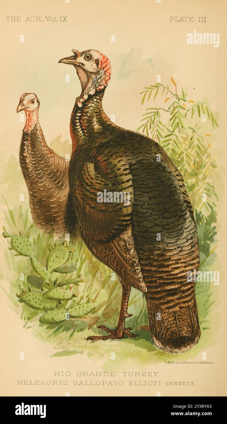 The, Auk, Washington, D.C, American, Ornithologists', Union, 1884 ...