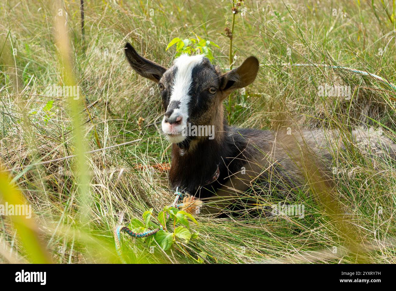 Biofarm goat hi-res stock photography and images - Alamy
