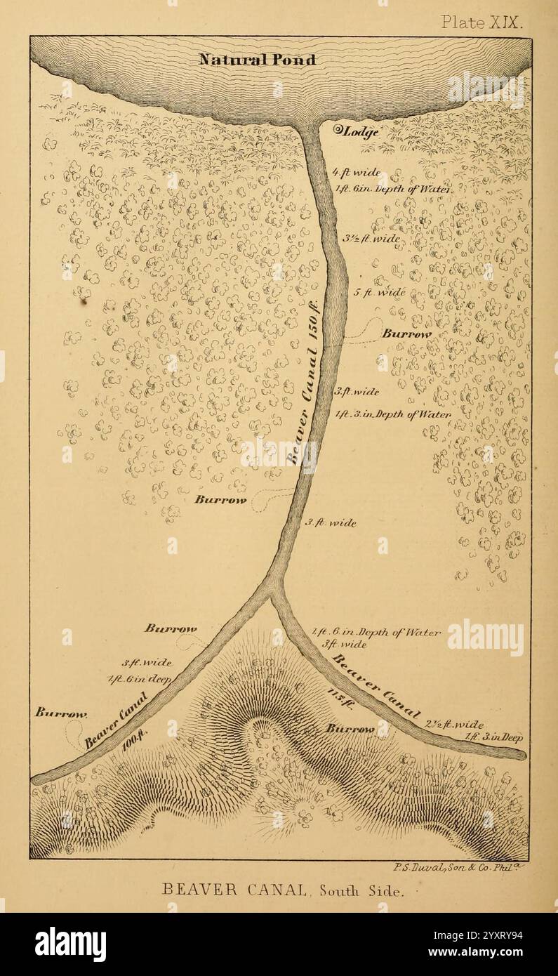 The American beaver and his works. Philadelphia, J.B. Lippincott & Co ...