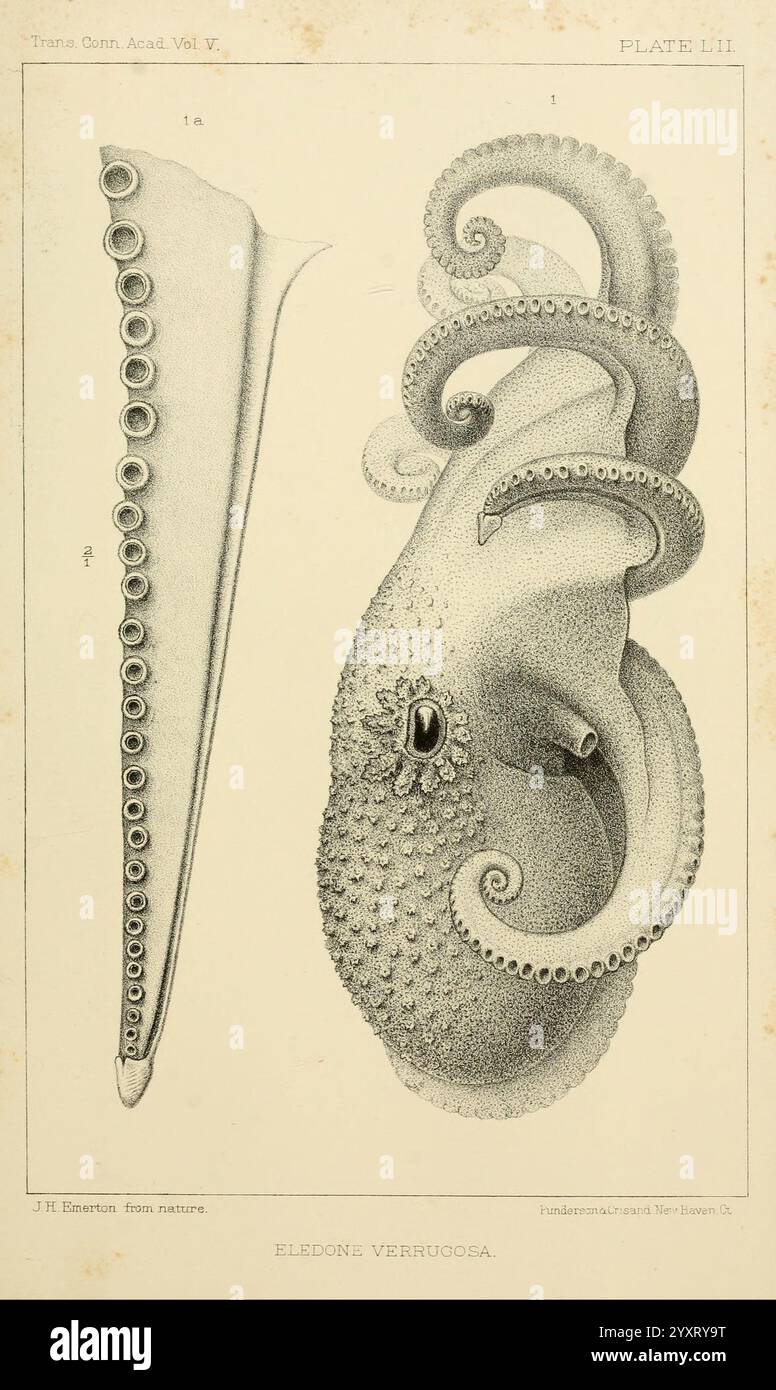 The cephalopods of the north-eastern coast of America, New Haven, Conn ...