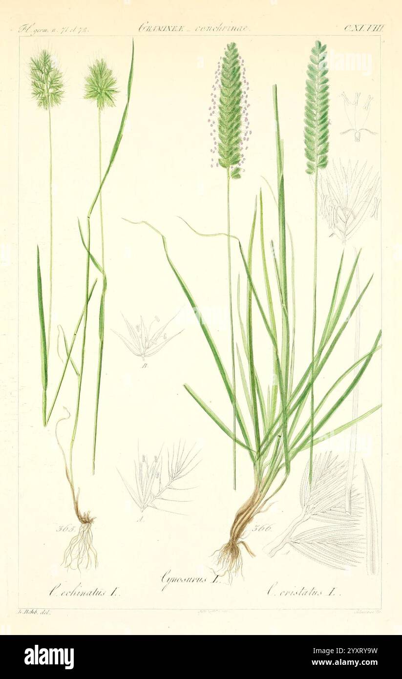Icones florae Germanicae et Helveticae, simul Pedemontanae, Tirolensis ...