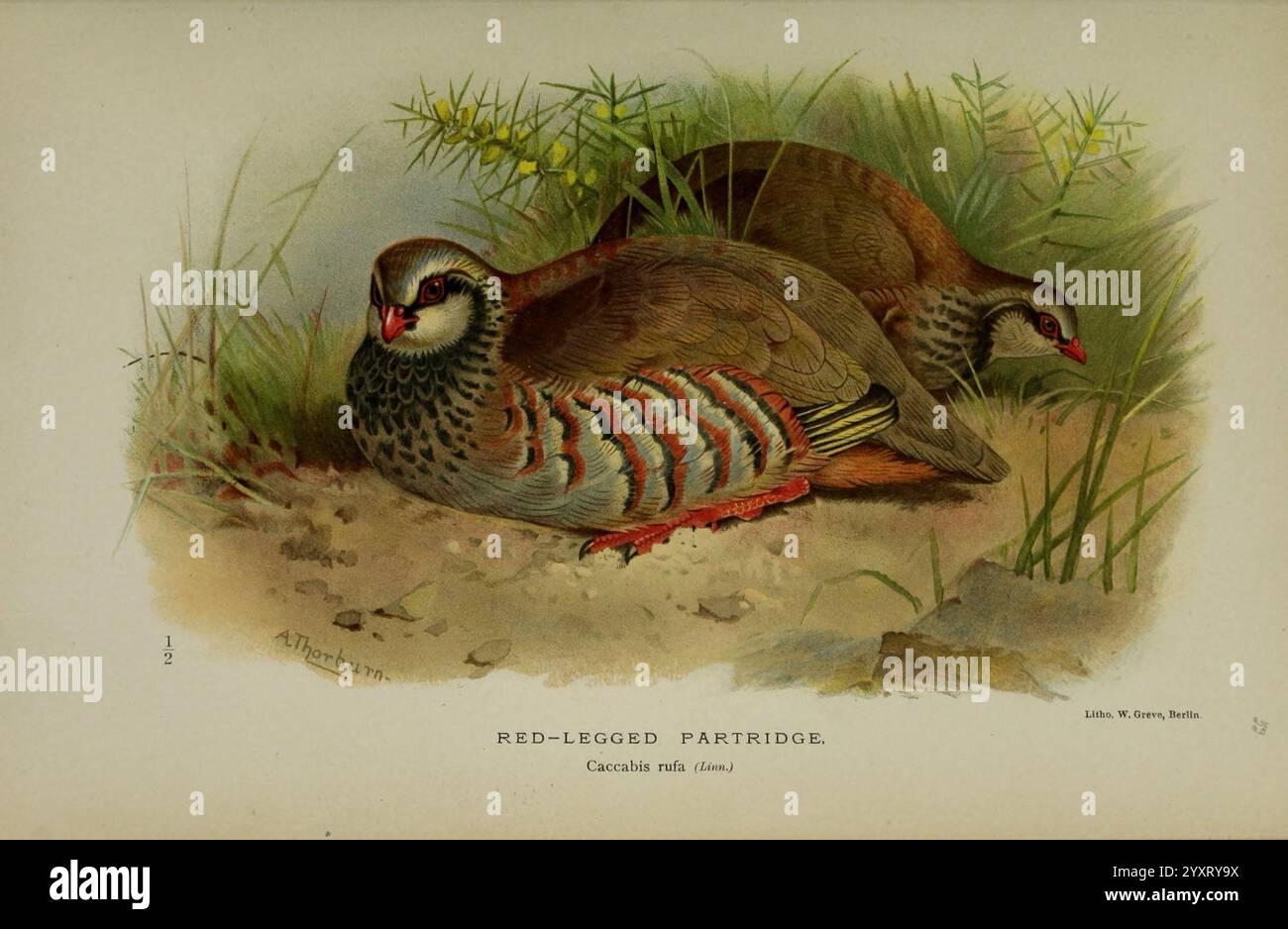 Scene depicts two red legged partridges hi-res stock photography and ...