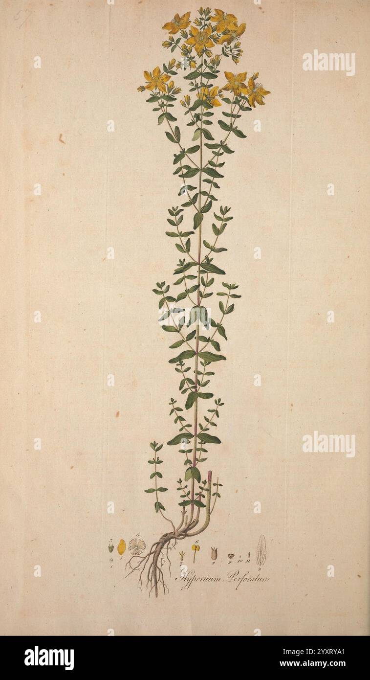 Robust root structure hi-res stock photography and images - Alamy