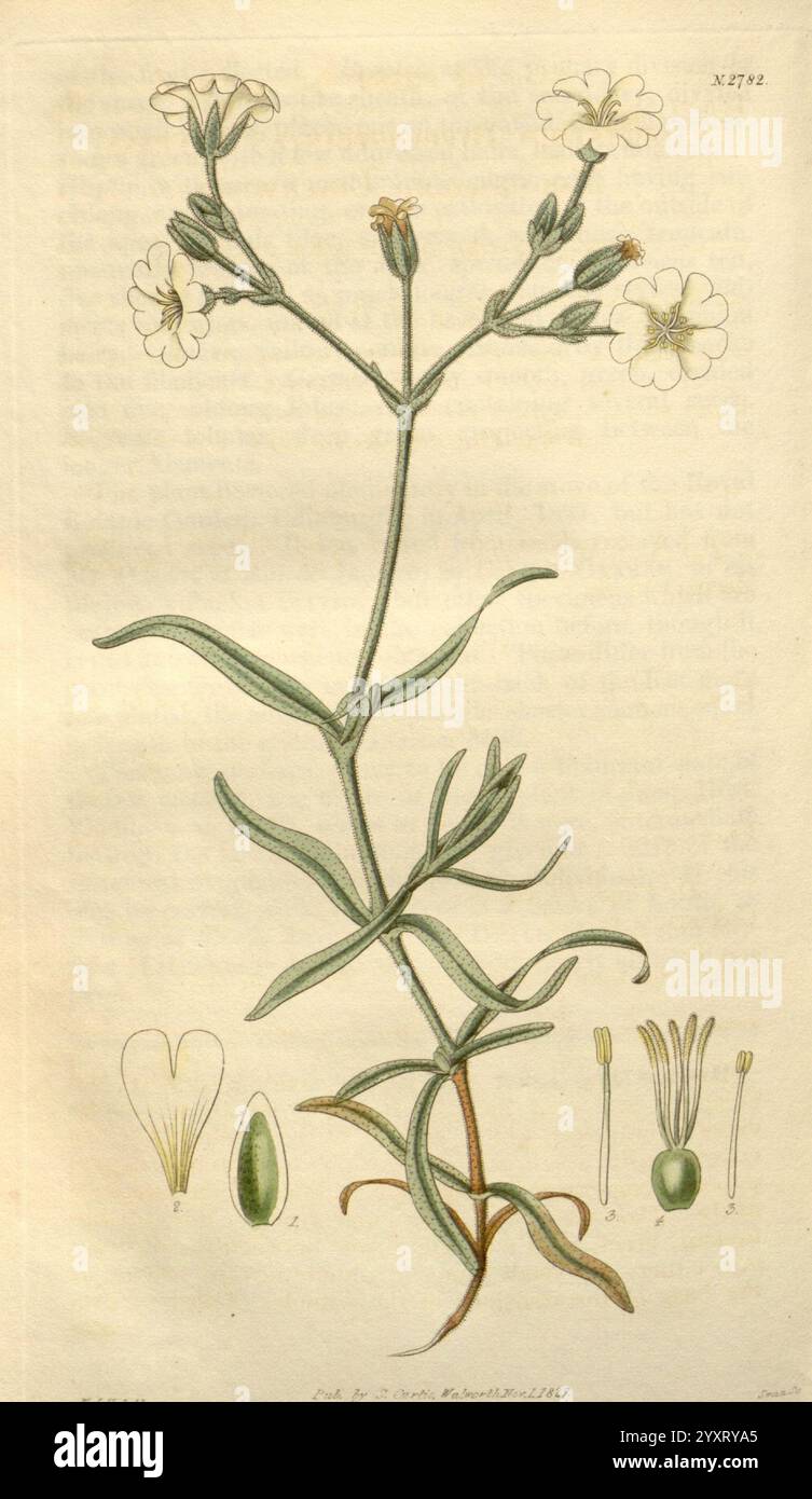 Curtis's Botanical Magazine London, New York botany periodicals ...