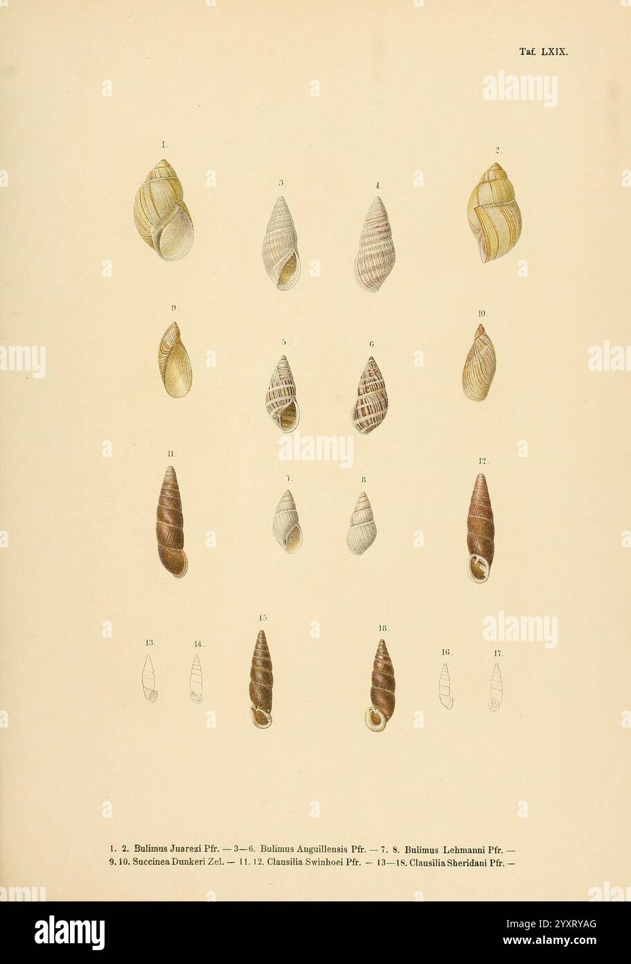 Novitates conchologicae Cassel T. Fischer 1854-79 mollusks pictorial ...