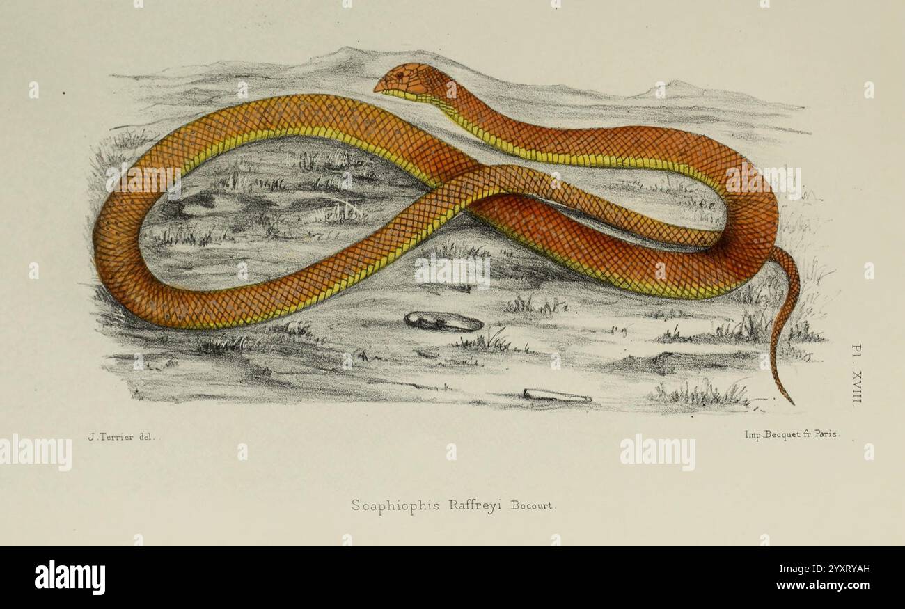 Snakes vibrant coloration hi-res stock photography and images - Alamy