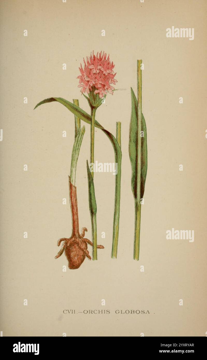 Tuberous root structure hi-res stock photography and images - Alamy