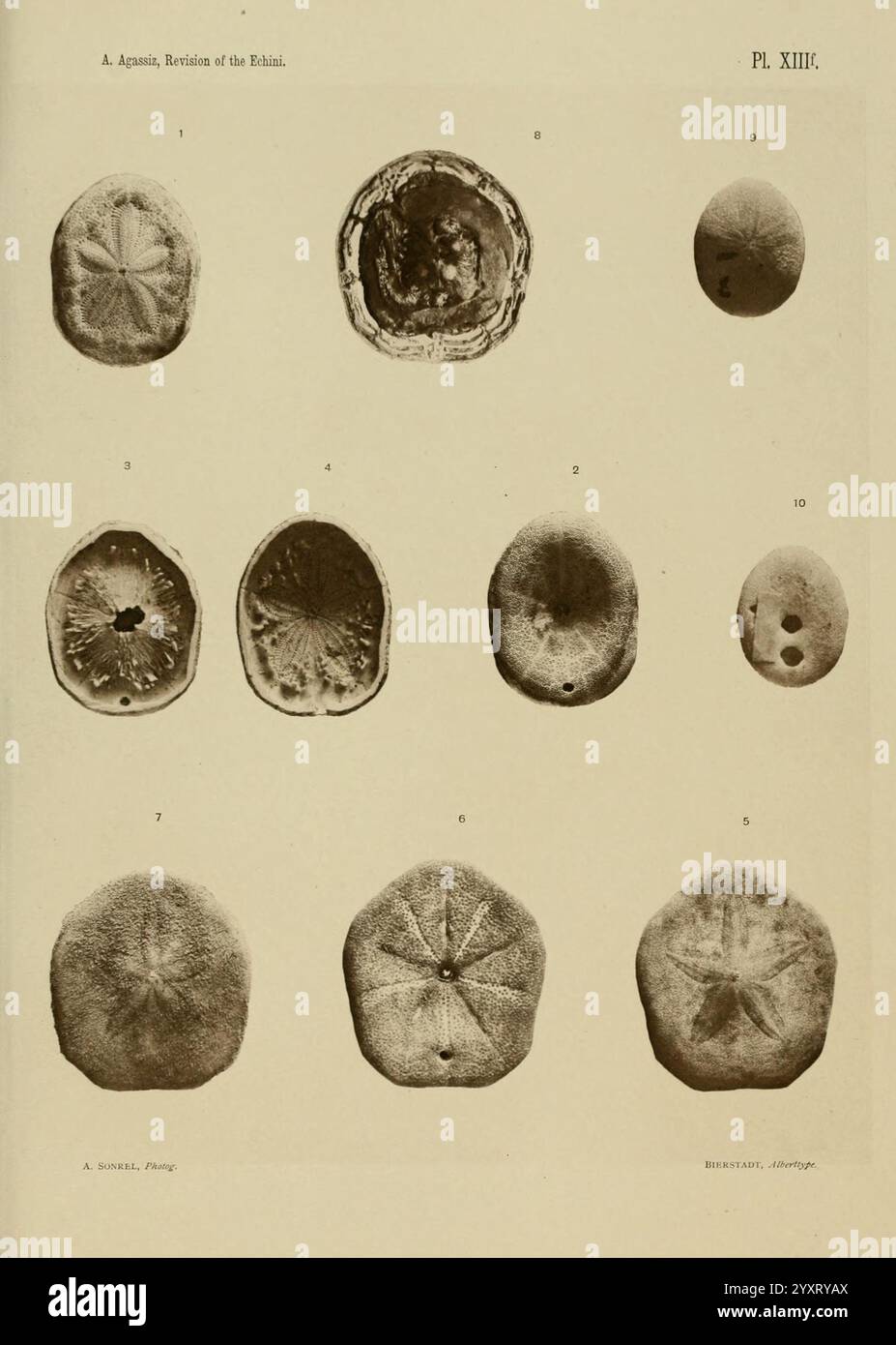 Classification echinodermata sea hi-res stock photography and images ...