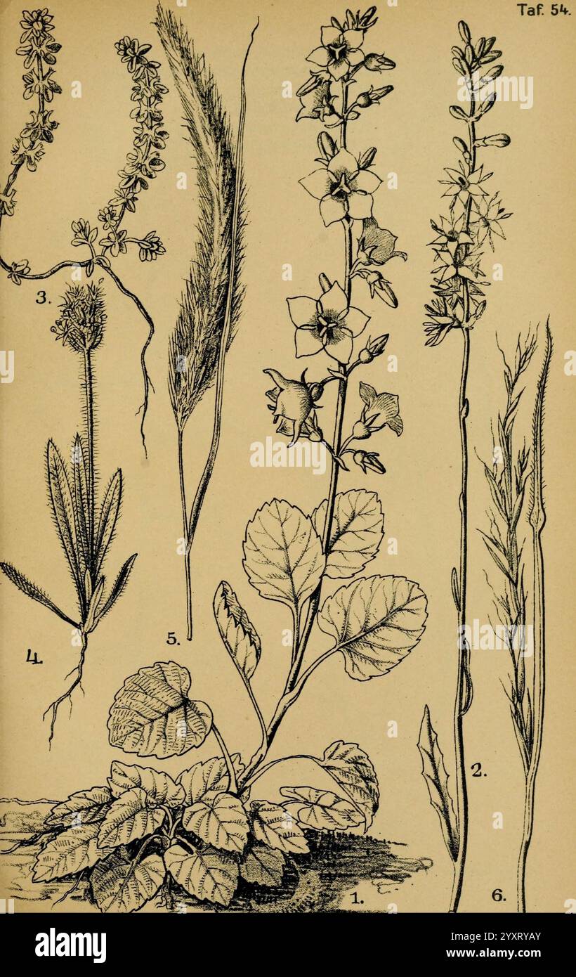 Upright growing habit hi-res stock photography and images - Alamy