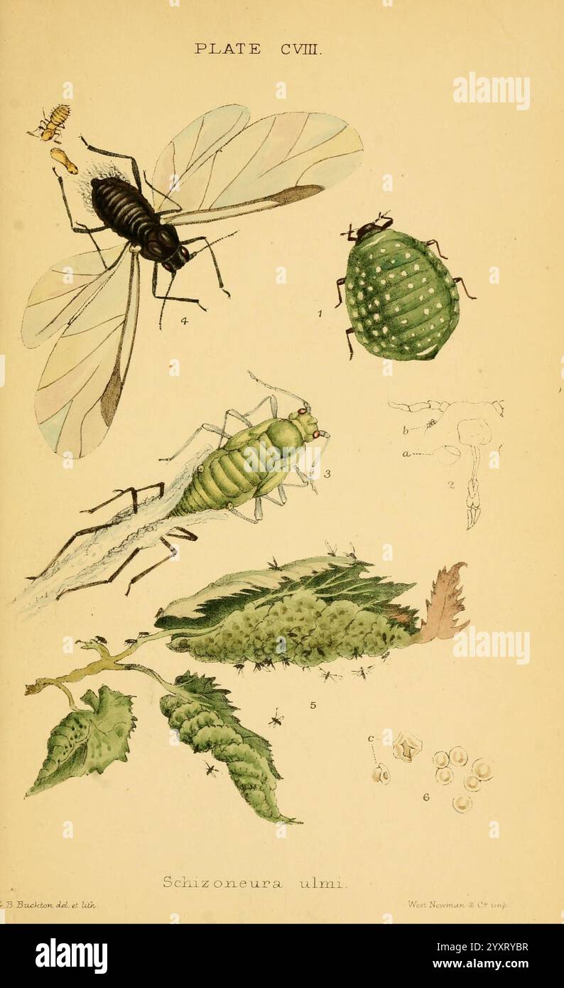 Monograph of the British Aphides London, 1876-83. Aphids, Great Britain ...