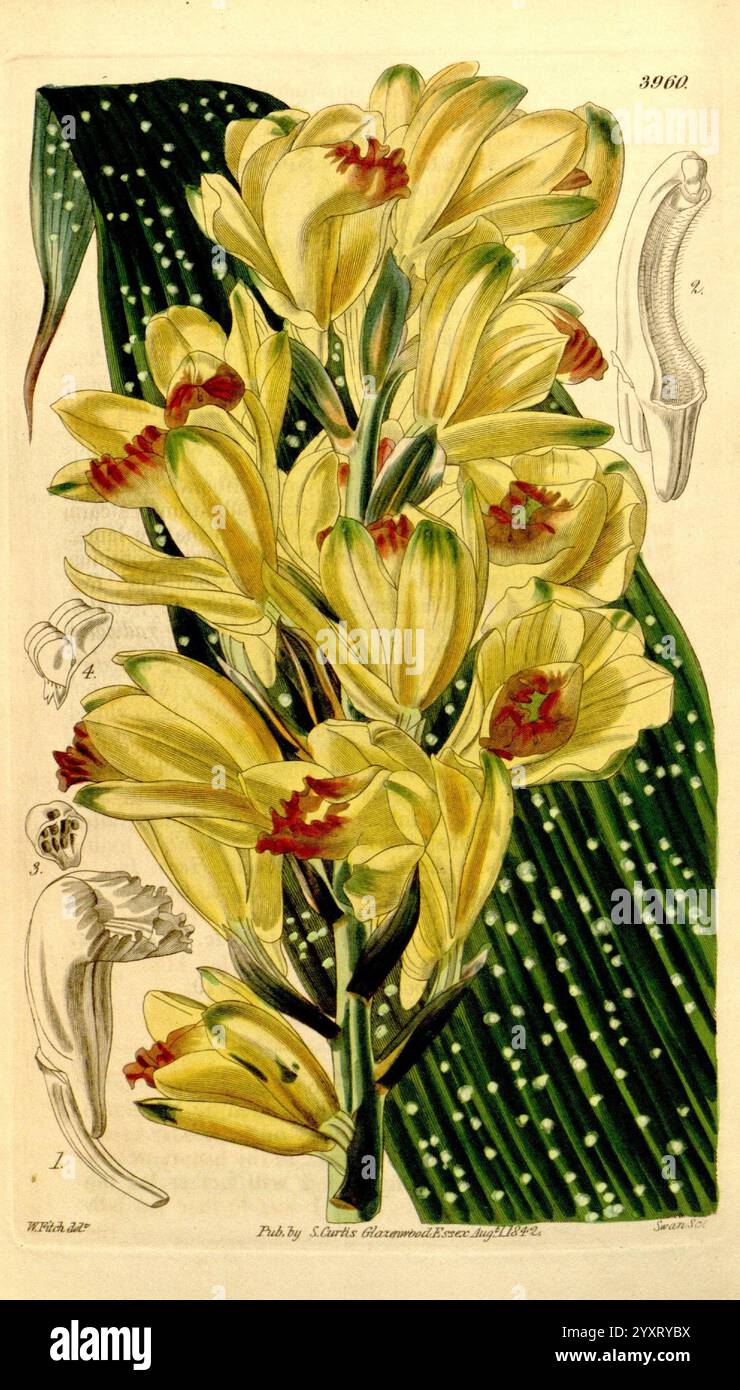 Curtis's Botanical Magazine, London, New York, botanical illustration ...