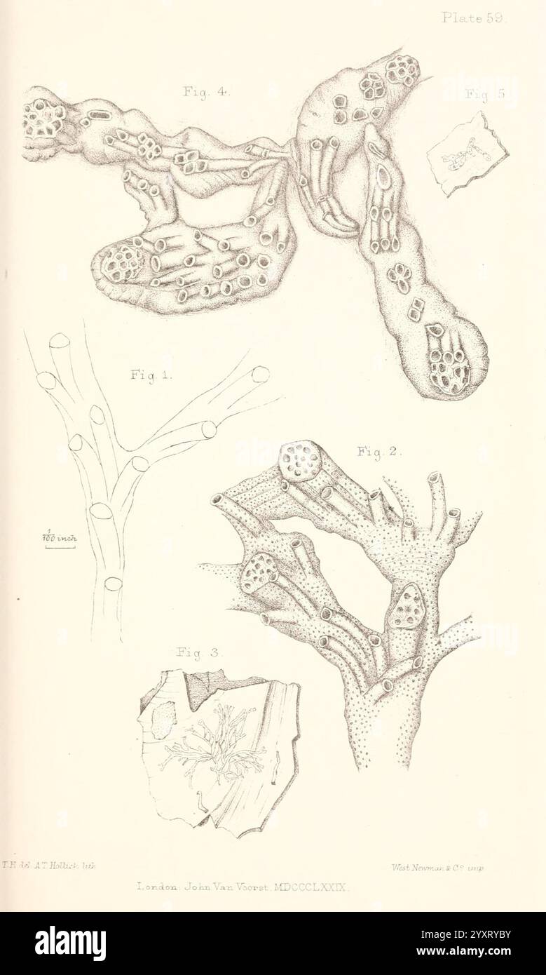 Understanding coral anatomy hi-res stock photography and images - Alamy