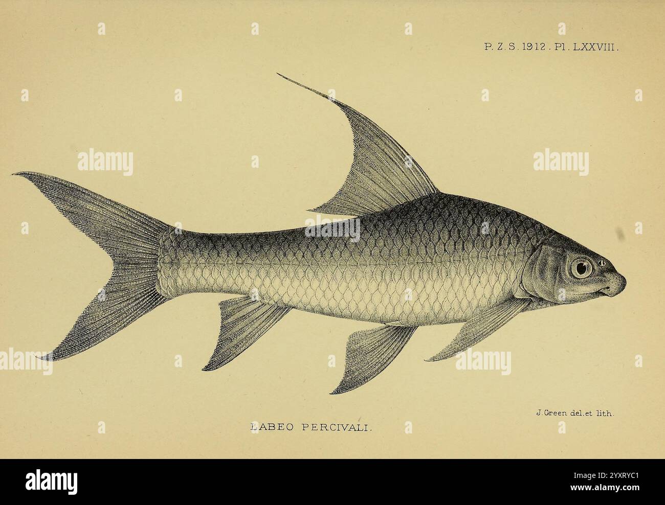 Classification within ichthyology hi-res stock photography and images ...