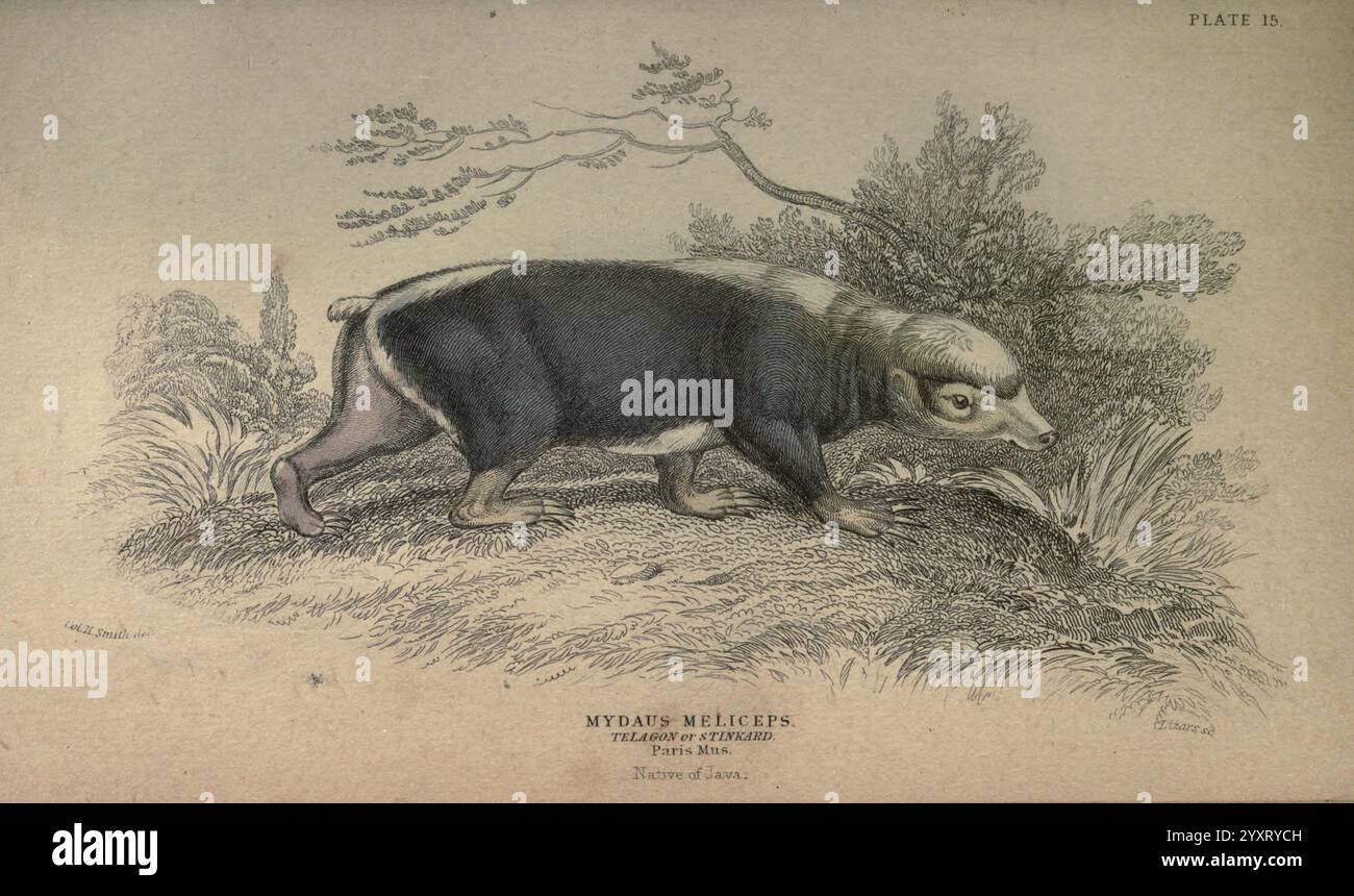 The, naturalist's, library, Edinburgh, W. H. Lizars, 1833, mammals ...