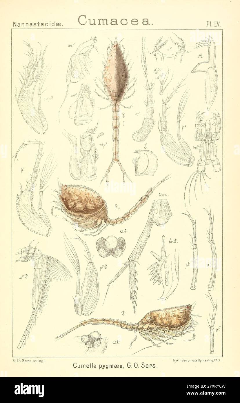 An account of the Crustacea of Norway Christiania, A. Cammermeyer, 1895 ...