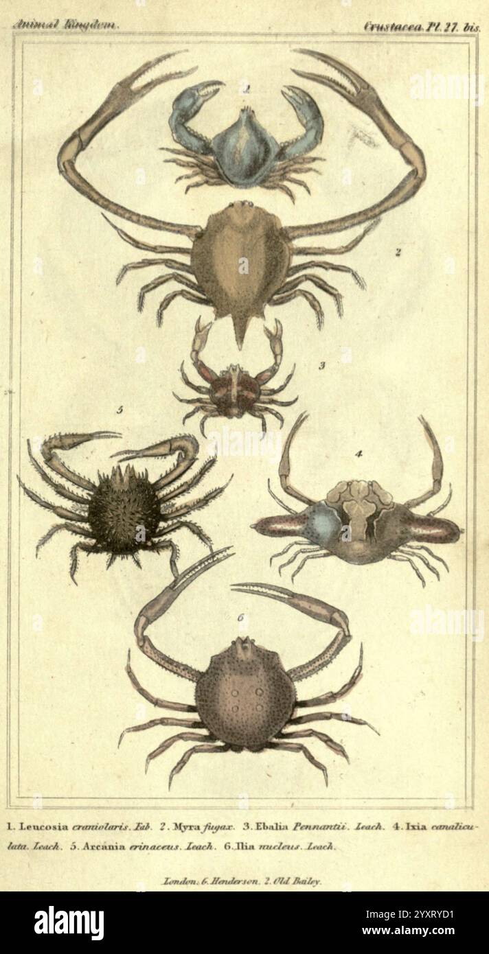 Fourth specimen hi-res stock photography and images - Alamy