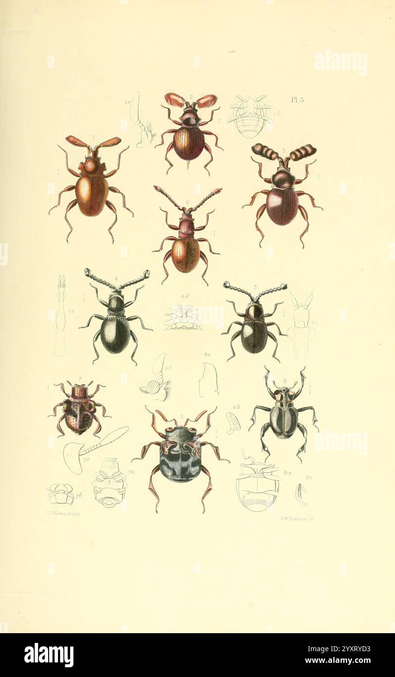 Thesaurus entomologicus Oxoniensis Oxford At the Clarendon Press 1874 ...